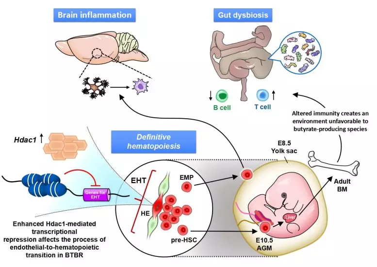 Reprimarea transcripțională prin promovarea HDAC1