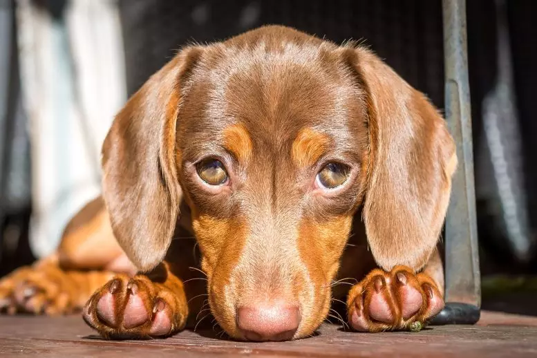 Occhi di cucciolo di cane