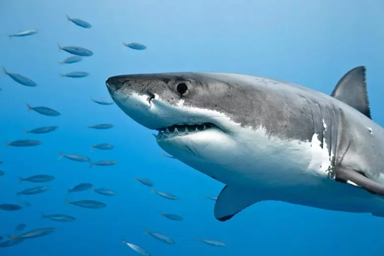 Grand requin blanc poisson sous l'eau