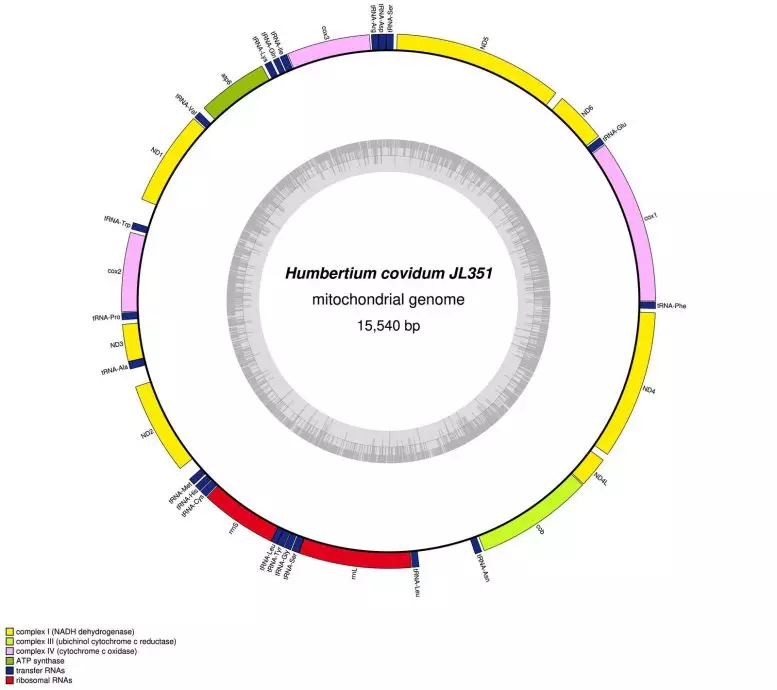 Mitogenome Humbertium covidum JL351