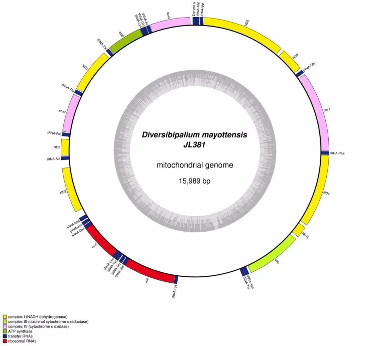 Mitogenome Diversibipalium mayotensis