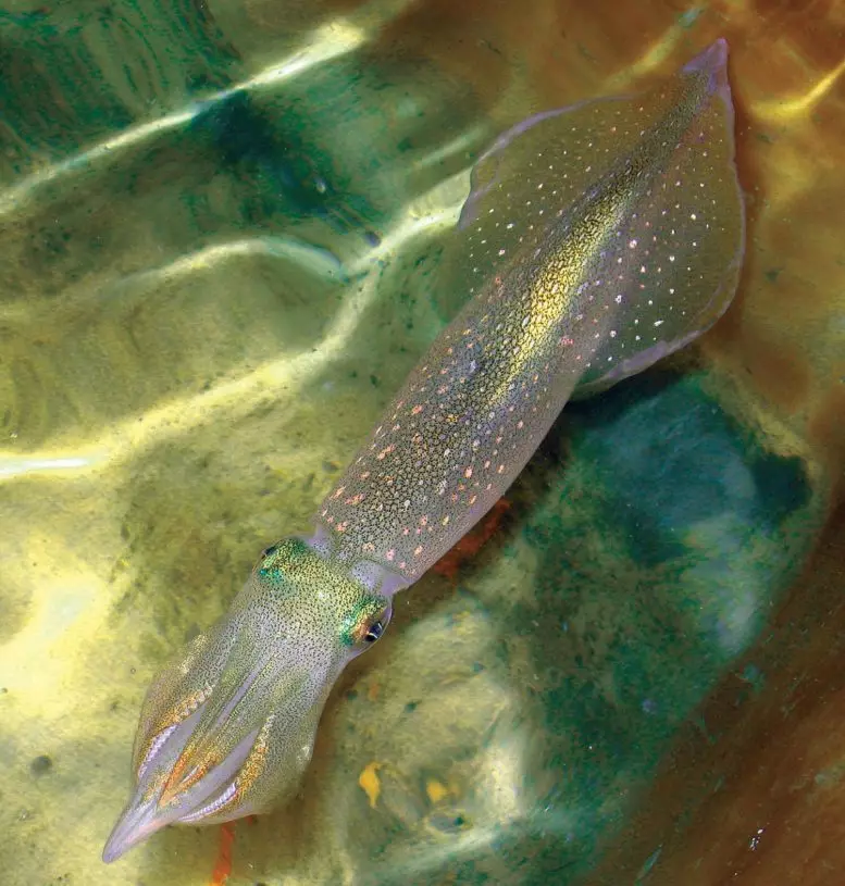 Atlantisk langfinnet kystblæksprutte (Doryteuthis pealeii)