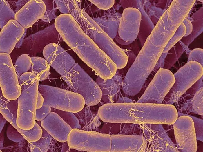 „Скачащи гени“ – човешките чревни бактерии правят секс, за да споделят витамин B12 40704_3