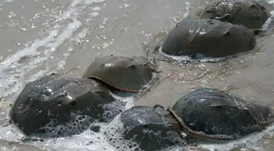 Fosil Silurian nan Dibasterium Durgae Untangles Horseshoe Crab Past 4082_1