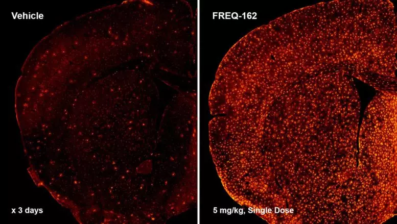 FREQ 162, Cèl·lules progenitores