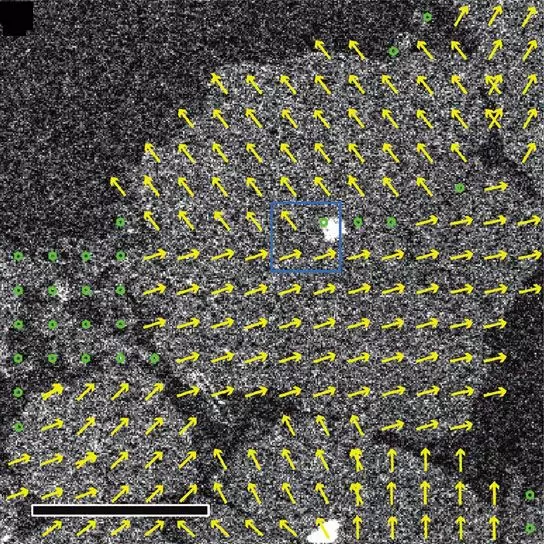 Scannen Iwwerdroung Elektronenmikroskopie Bild vun engem organeschen dënnen Film