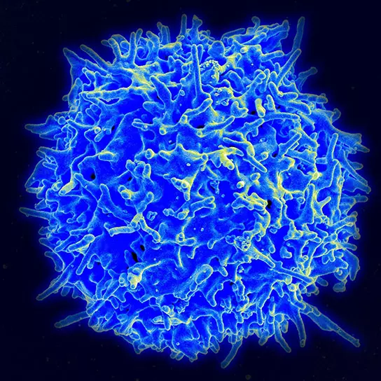 Lymphocyte T humain (cellule T)