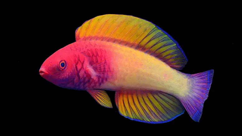 Rose-Veiled Fairy Wrasse