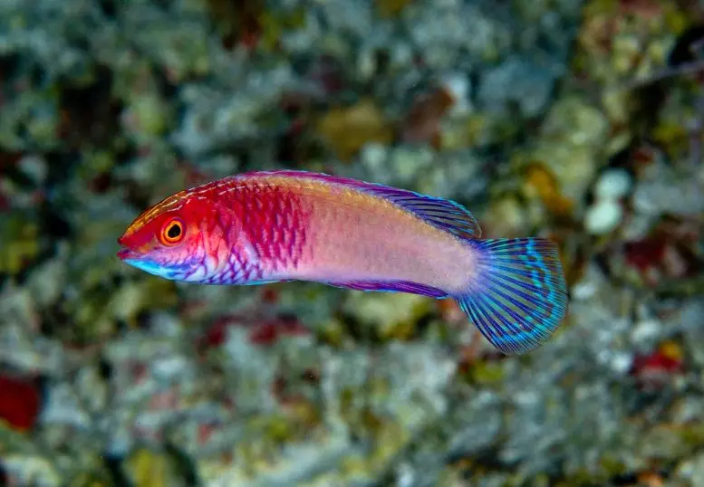 Rose-Fairy Wrasse a Maldív-zátonyon