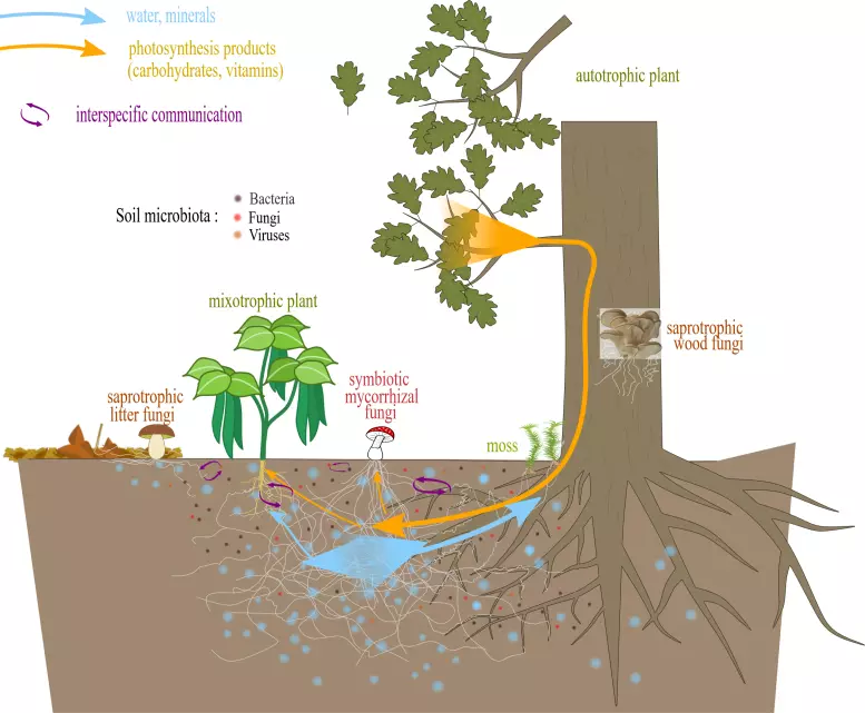 បណ្តាញ Mycorrhizal