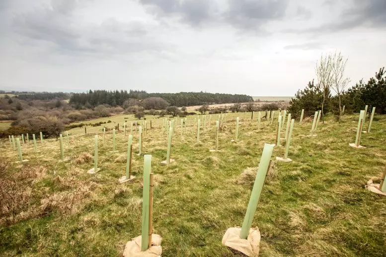 Plantación de árboles en Forder Farm