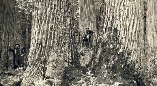 Ameerika kastanipuu taaselustamine 4220_1