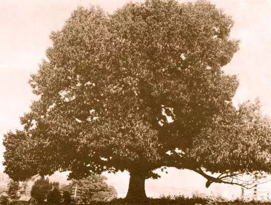 Toe fa'atūina le American Chestnut Tree 4220_2