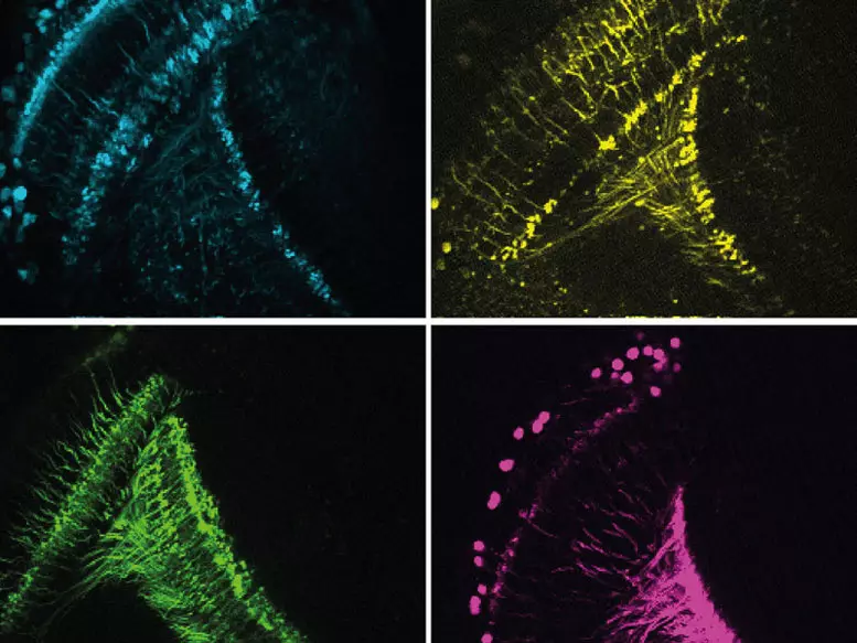 Neurobiologists Fa'aalia Uiga Taua o le Motion Detector i le Fai'ai