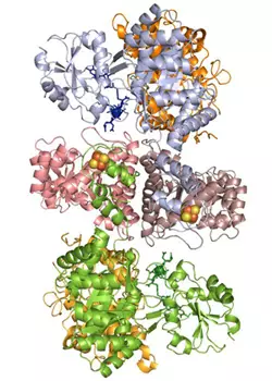 Витамин B12 взаимодейства с много по-големи молекули по време на реакцията, известна като метилтрансфер