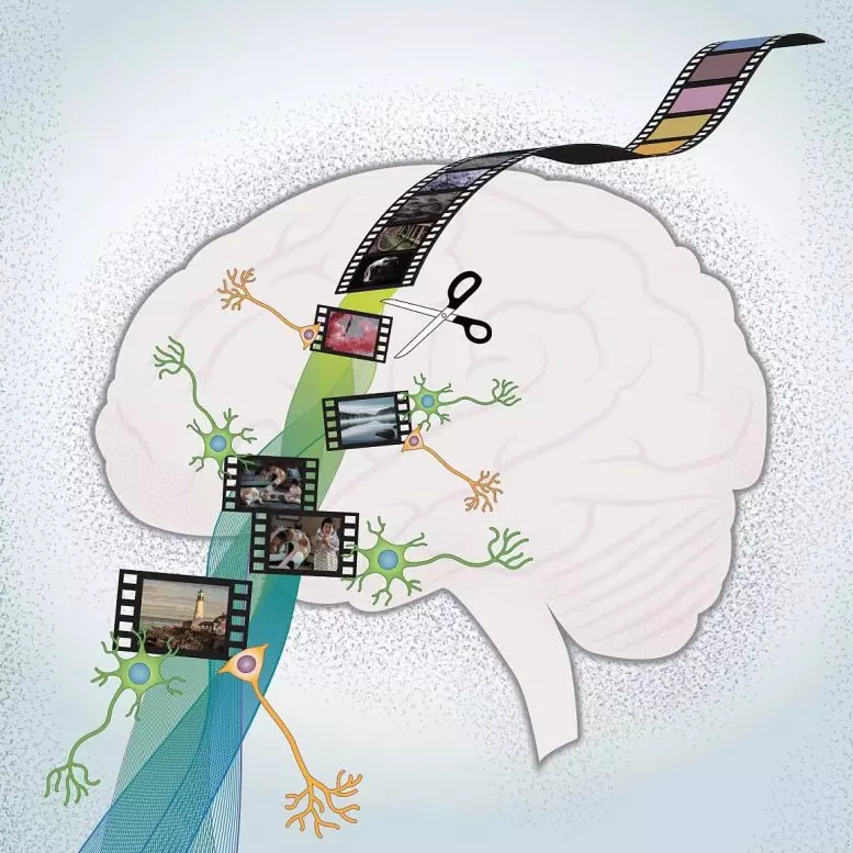 人脑如何存储和检索记忆