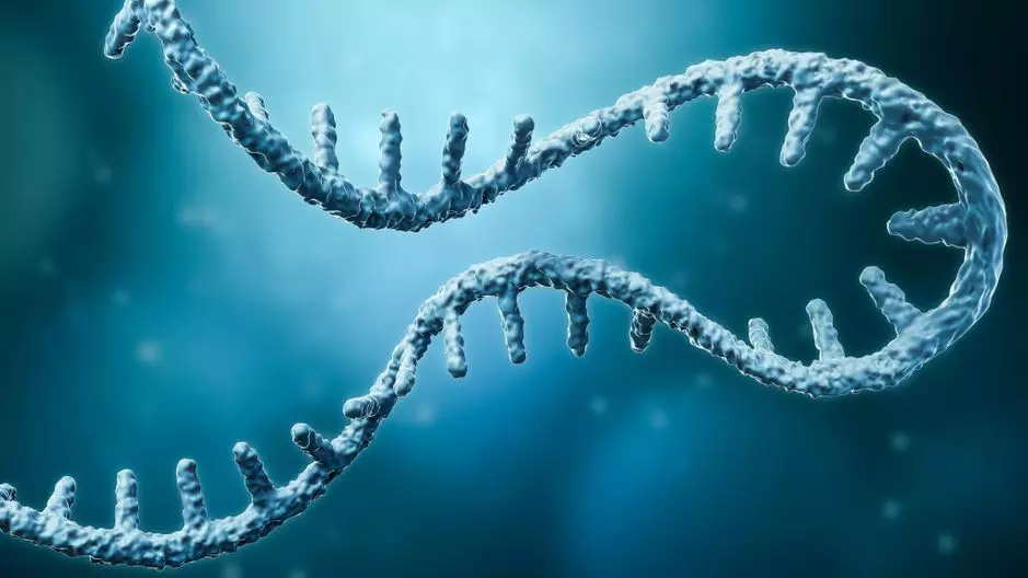 ମେସେଞ୍ଜର RNA mRNA Strand |