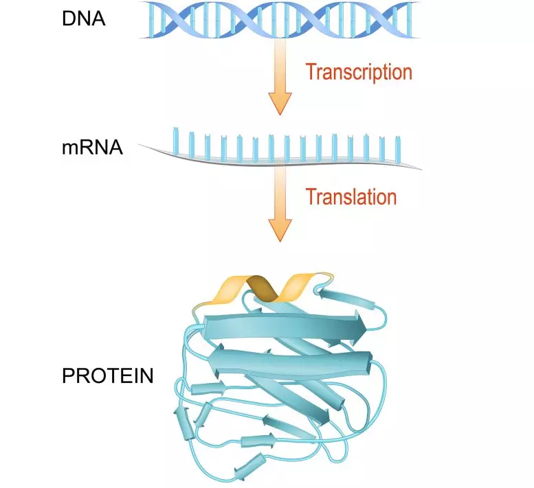 DNA-mRNA-proteiini