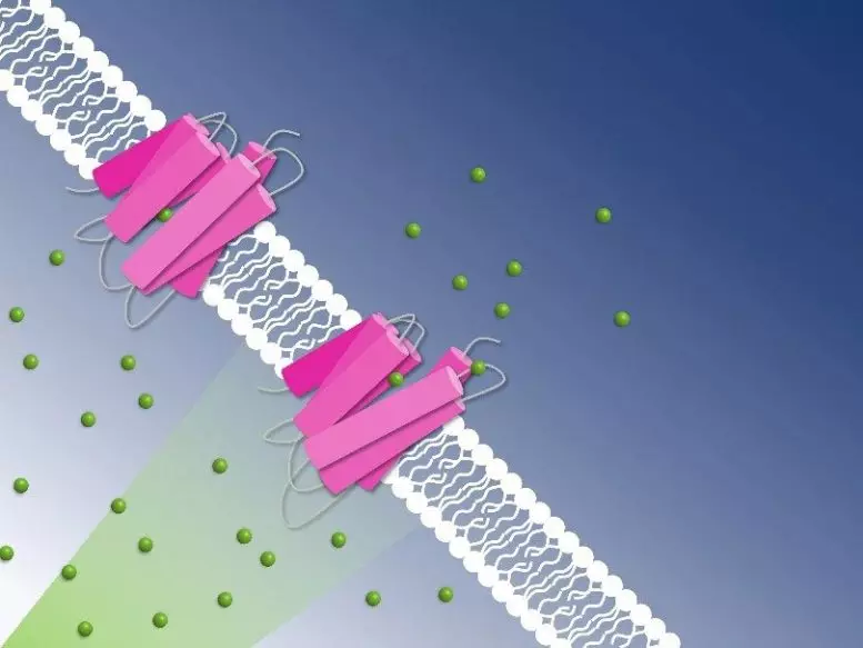 Fotoaktiv klorid som pumpar genom cellmembranet