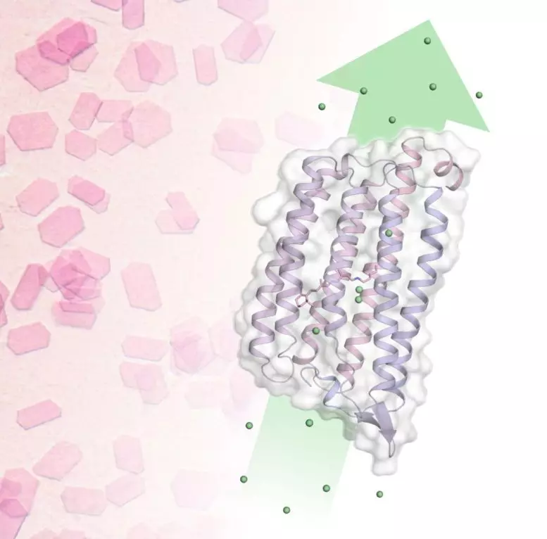 Mécanisme de transport du chlorure sur la membrane cellulaire