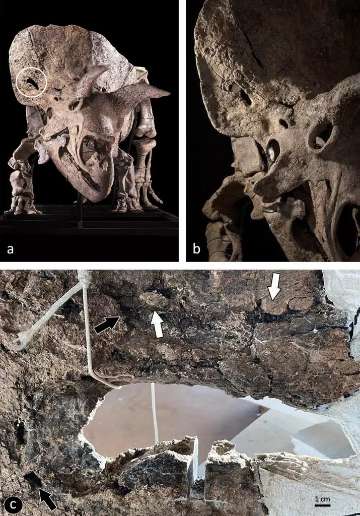 Babban John Triceratops horridus
