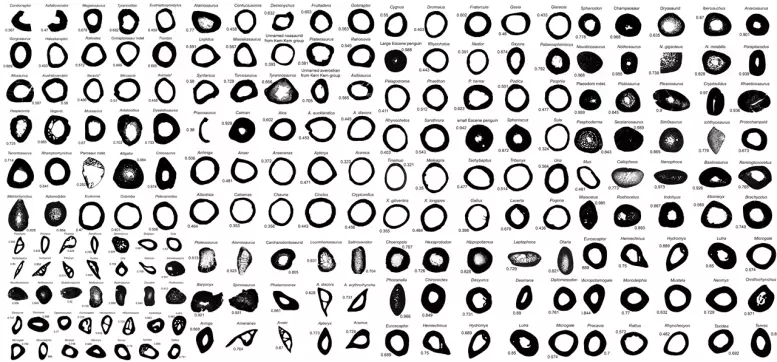 Kuenzanisa Mhuka Bone Densities