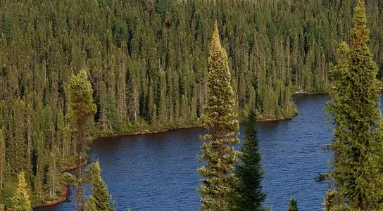 Pamene Nyengo Ikusintha Nkhalango za Boreal Kupita Kumpoto