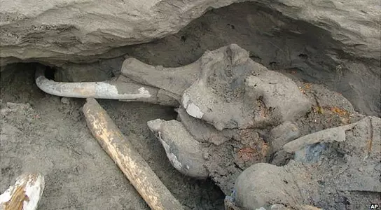 Mammoth Si Wanaagsan Loo Ilaaliyo Ayaa Laga Helay Permafrost ee Waqooyiga Siberia 4413_1