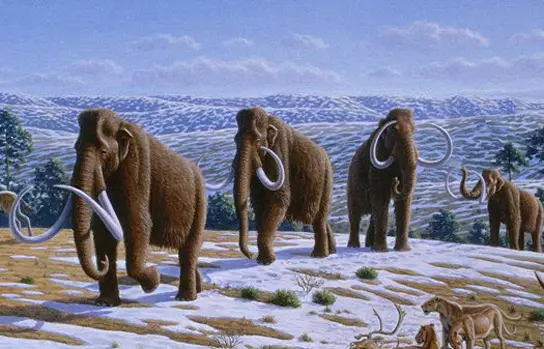 Mammoth anu Dilestarikan Muhun Dipanggihan di Permafrost Siberia Kalér 4413_2