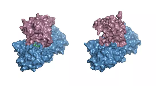 GH3-Enzyme