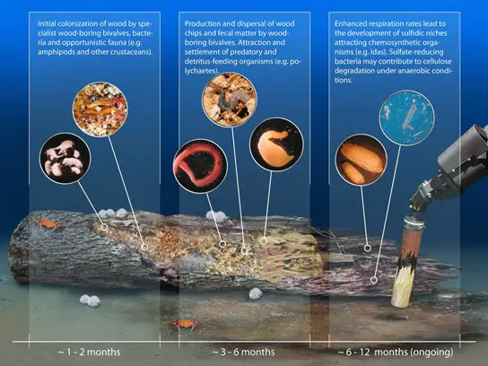 Il legno sommerso può trasformarsi in habitat per microrganismi e invertebrati 447_2