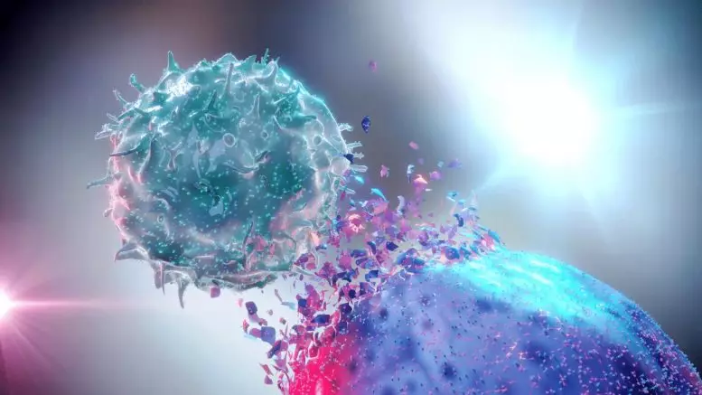 Илустрација природне ћелије убице која уништава ћелије рака