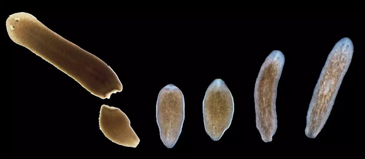 Planarian Flatworm Inopa Treasure Trove paBasa uye Evolution yeGenes