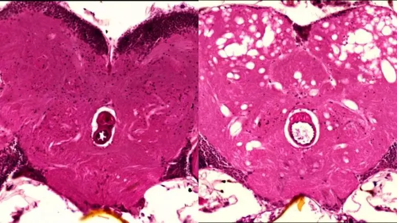 Drosphilia 뇌 조직 Spinosad 노출