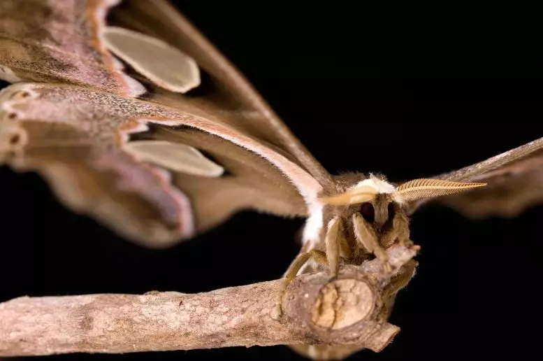 Silkmoth روتشيلد