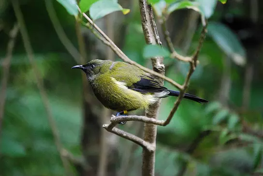 Bellbird Transgender Ditemukan di Selandia Baru 4642_2