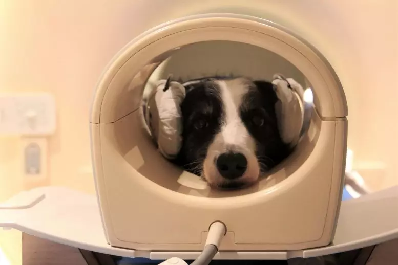 Koira Brain Scannerissa