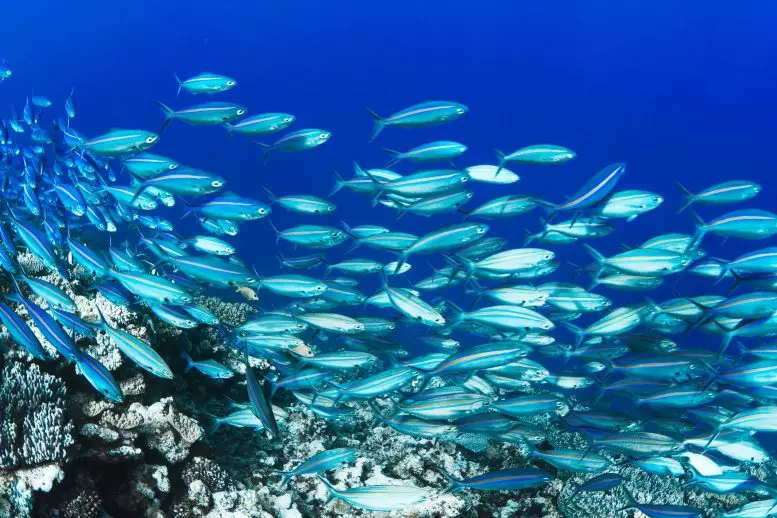 Peces en el Mar del Coral