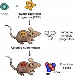 O Fua'au o le Tagata e Fa'atupuina le Immune System i isumu