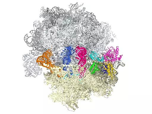 Txoj Kev Kawm Qhia Ribosomal Tsav yog ib feem tseem ceeb ntawm Cellular Protein Factory