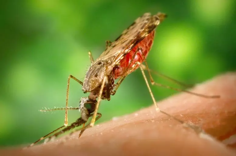 Anopheles Mosquito