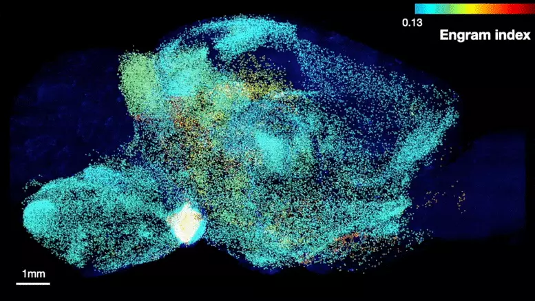 A cartografía innovadora de todo o cerebro revela que unha única memoria está almacenada en moitas rexións do cerebro conectadas