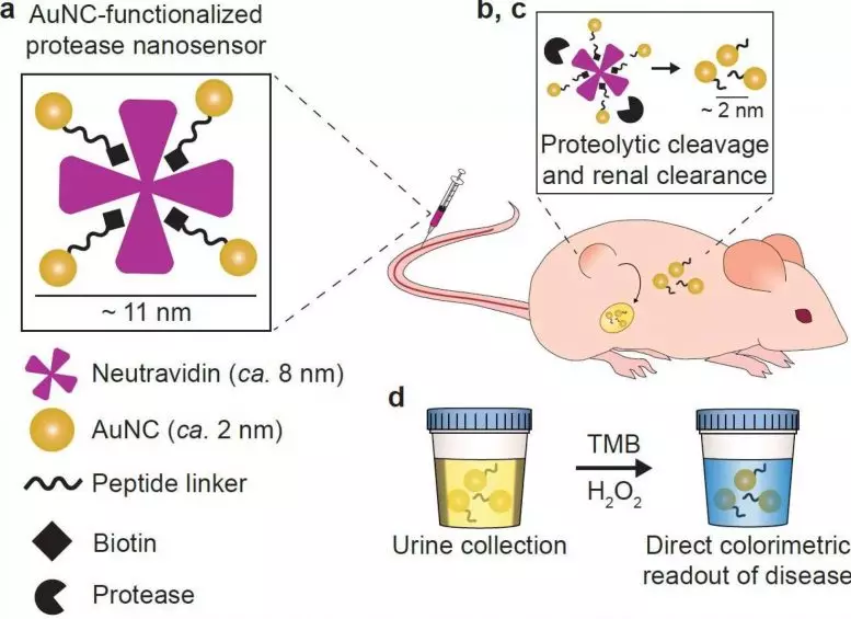 AuNC Protein Kompleksleri Oluşturma