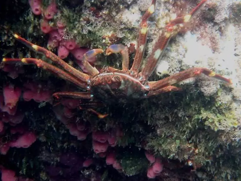 I-Invasive Sally Lightfoot Crab