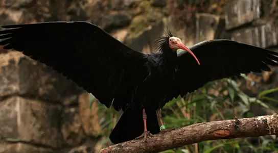 Rzadki łysy ibis północny zabity nielegalnie przez myśliwych we Włoszech 4904_1