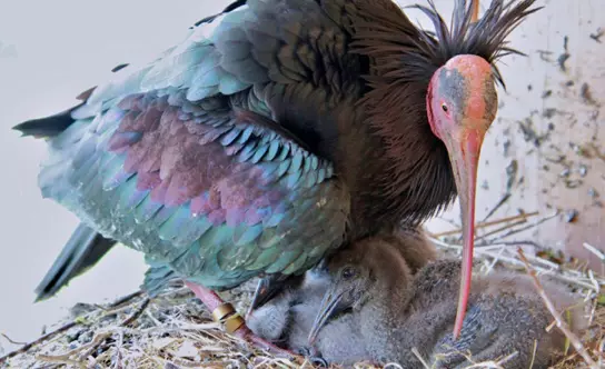 Rzadki łysy ibis północny zabity nielegalnie przez myśliwych we Włoszech 4904_2