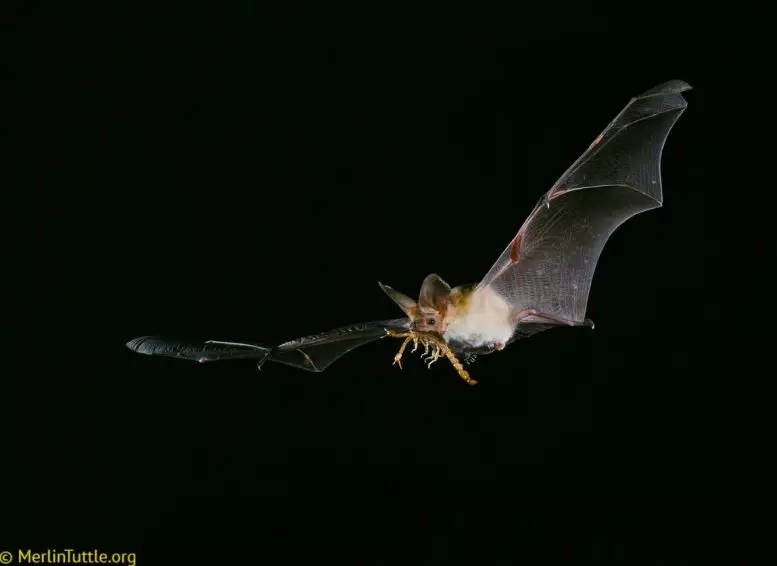 Antrozous pallidus со Скорпионом