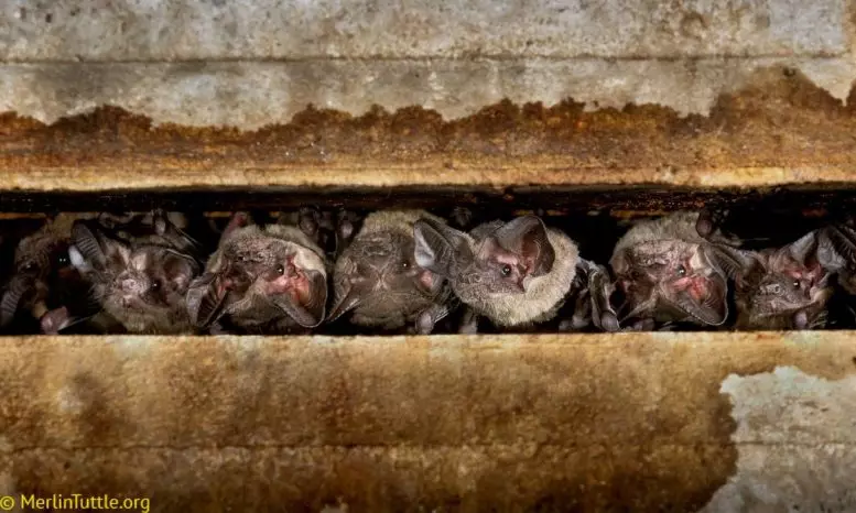 Roosting group of Tadarida brasiliensis