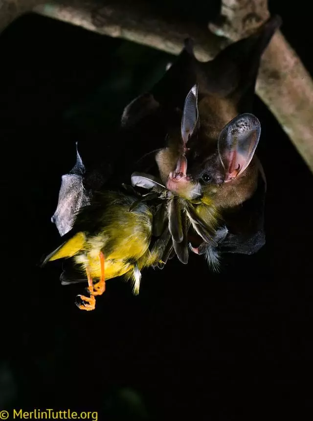 Vampyrum spektrum Jedenie manakin s bielym golierom