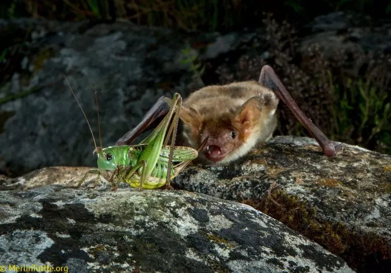 Myotis myotis ловит катидидов